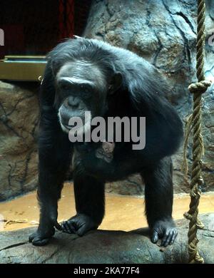 Bini, Julius' son Stock Photo - Alamy