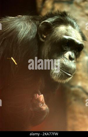 Bini, Julius' son Stock Photo - Alamy