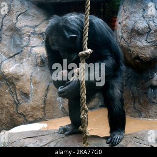 Bini, Julius' son Stock Photo - Alamy