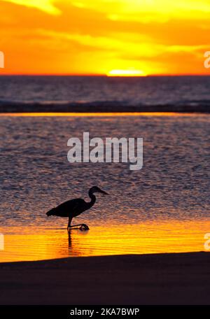 Blauwe Reiger jagend; Grey Heron hunting Stock Photo - Alamy