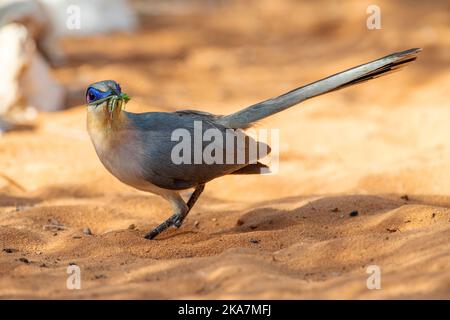 Running Coua (Coua cursor), an endemic species from the semiarid ...