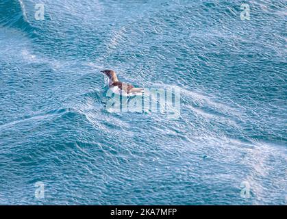 Common diving-petrel, Pelecanoides urinatrix urinatrix) at sea in the ...
