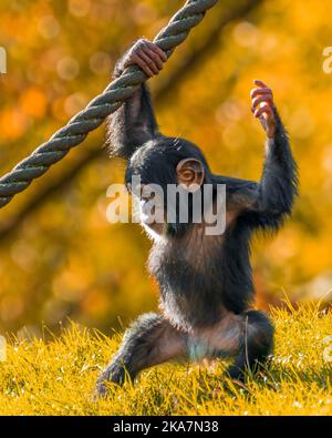 This baby chimp is named Lisoko and is just eight months old, born in ...