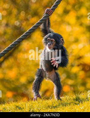This baby chimp is named Lisoko and is just eight months old, born in ...