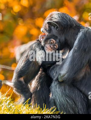 This baby chimp is named Lisoko and is just eight months old, born in ...