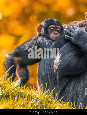 This baby chimp is named Lisoko and is just eight months old, born in ...