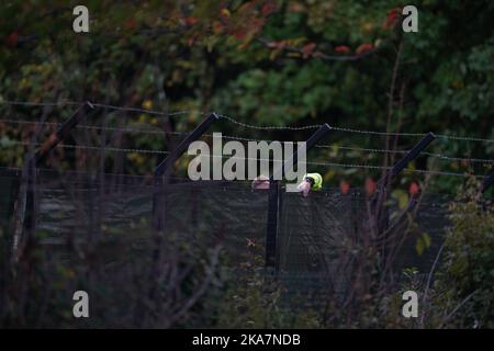 A member of security staff secures screens around the Manston ...