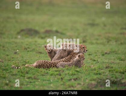Images show first-time mother cheetah Risasi nursing her cubs and being ...