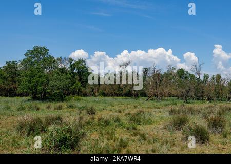 The Landscape of the Latea Forest in the Danube Delta Stock Photo - Alamy