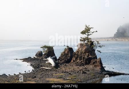A small rocking outcropping with deadwood and a tree growing on the ...