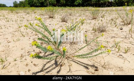 The Landscape of the Latea Forest in the Danube Delta Stock Photo - Alamy