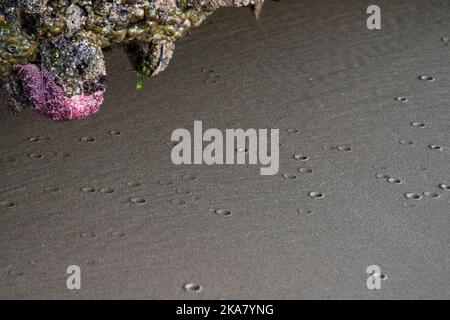 Star fish clinging to the barnacle covered sea stacks, on the Oregon ...