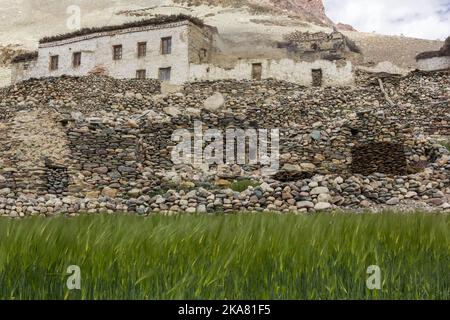 Zanskar, India - July 2012: Old white traditional houses set in green ...