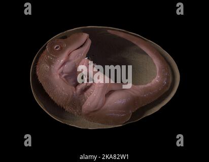 Illustration of a T-rex Stock Photo - Alamy
