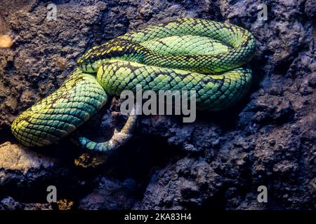 Sri Lankan green pitviper (Craspedocephalus trigonocephalus) is a ...