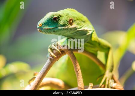 The closeup image of Fiji Iguana (Brachylophus fasciatus). An arboreal ...