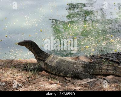 A selective of a Monitor Lizard near a pond Stock Photo - Alamy