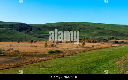 Bog landscape with dry bog grass, Cezallier plateau, Puy de Dome ...