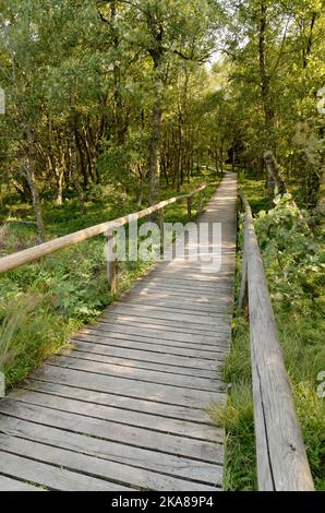 A vertical shot of a pathway at the Red Moor in the biosphere reserve ...