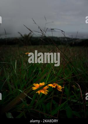 lobed coreopsis (Coreopsis auriculata Stock Photo - Alamy