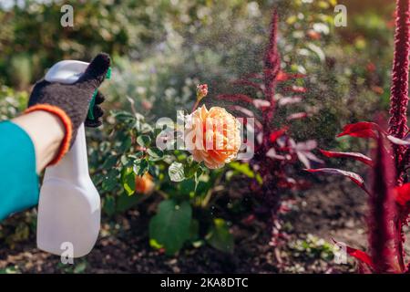 Protecting shrubs from fungus. Gardener sprays english roses with ...