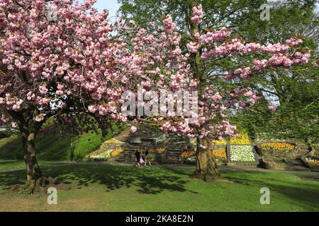 Flower displays in Stapenhill Gardens, Burton-on-Trent town ...