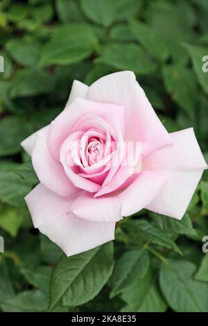 Rose "Hopes and Dreams Stock Photo - Alamy