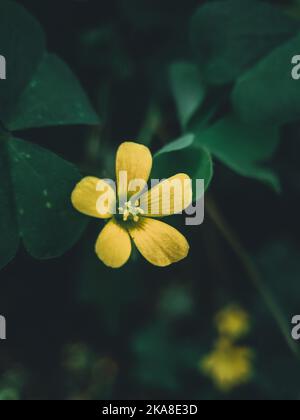 A vertical closeup of creeping woodsorrel, Oxalis corniculata in the ...