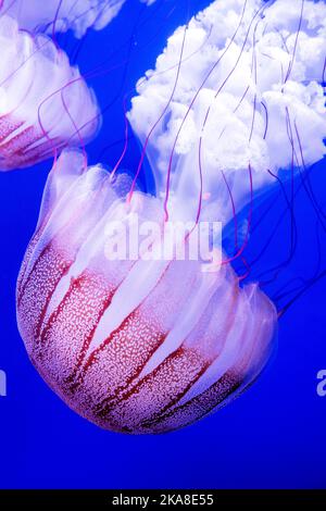 South American sea nettle (Chrysaora plocamia), species of Jelly fish ...