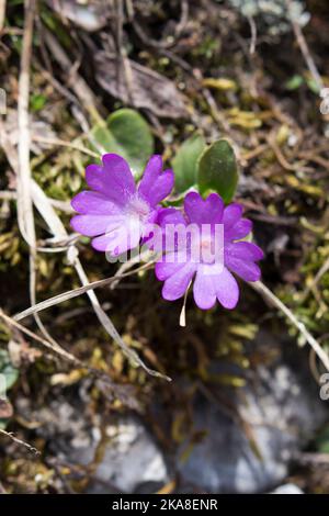 View of bird eye primrose flowers in Italy Stock Photo - Alamy