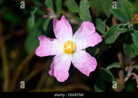 Single Cistus x Lenis 'Grayswood Pink' (Rock Rose) Flower grown at RHS ...