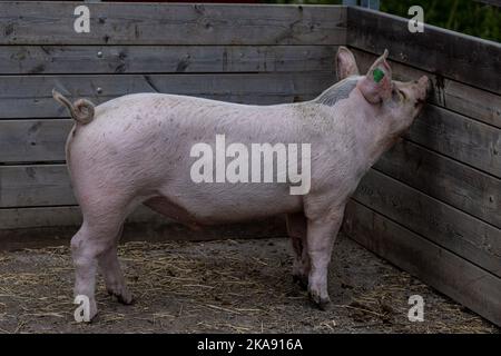 A Pig on Kongsgarden Farm Bygdoy Oslo Norway Stock Photo - Alamy