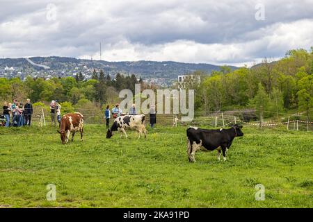 Kuslipp Kongsgarden Farm Bygdoy Oslo Norway Stock Photo - Alamy