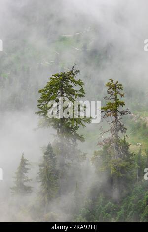 Low clouds and Mountain Hemlock trees viewed from Evergreen Mountain ...