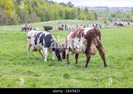 Kuslipp in the spring Kongsgarden Farm Bygdoy Oslo Norway Stock Photo ...