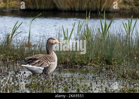 Adult Greylag Goose at RSPB Burton Mere, Neston, Wirral, UK Stock Photo ...
