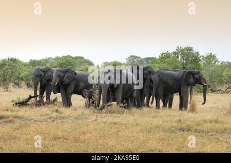 A young Elephant and protective herd in Etosha National Park, Namibia ...