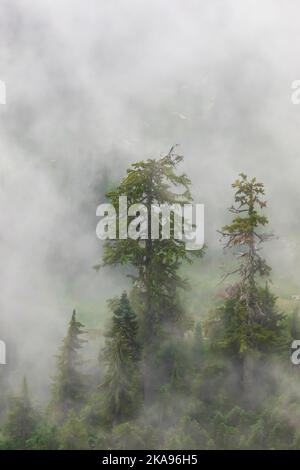 Low clouds and Mountain Hemlock trees viewed from Evergreen Mountain ...