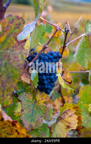 Colorful leaves and ripe clusters of pinot meunier grapes at autuimn on ...