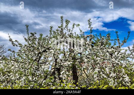 The apple trees are in bloom Kongsgarden Farm Bygdoy Oslo Norway Stock ...