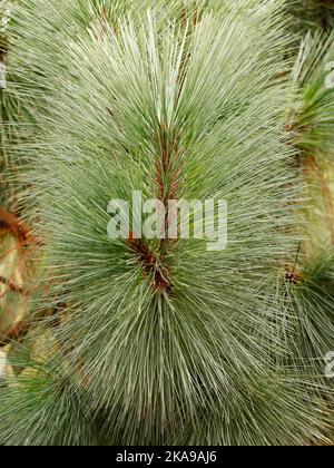 Close up of a stem with long evergreen pine needles of the perennial ...