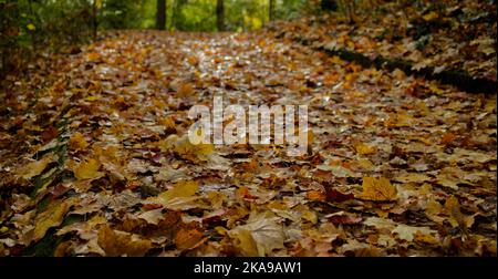 close-op view of an ascending forest path, covered with fallen brownish ...