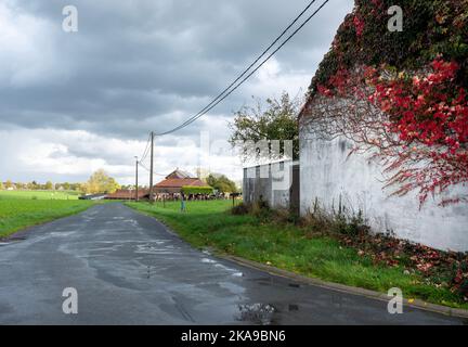belgian countryside with farm and cows between brussels and charleroi ...