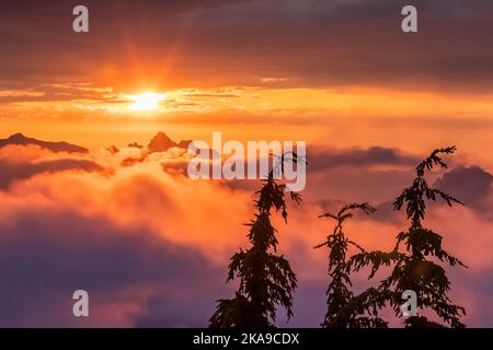 Mountain Hemlocks, Tsuga mertensiana, against a dramatic sunset at ...