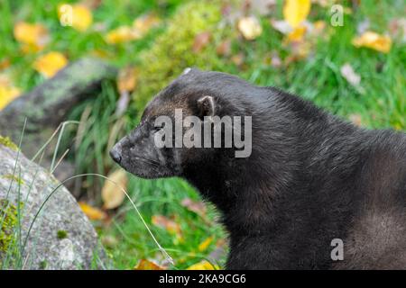 Wolverine / glutton / carcajou (Gulo gulo) foraging, close-up portrait ...