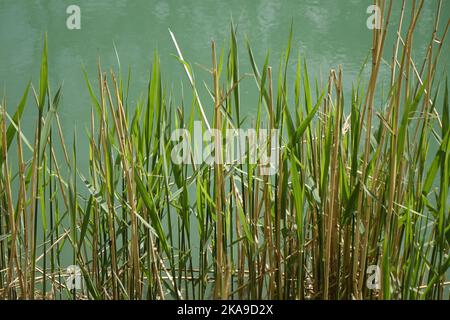 Green phragmites grass at the shore of Stichkanal Hildesheim (side ...