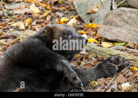 Wolverine / glutton / carcajou (Gulo gulo) resting and showing claws ...