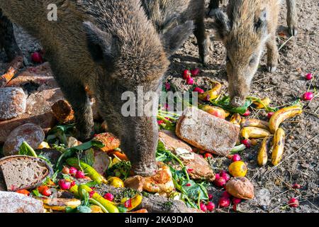 Surplus food, expired fruit and spoiled, overdue vegetables from shops ...