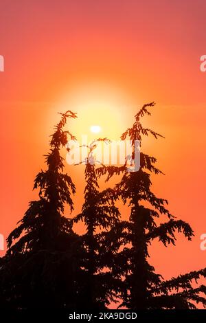 Mountain Hemlocks, Tsuga mertensiana, against a dramatic sunset at ...