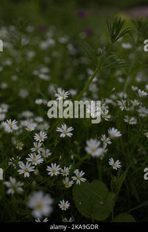 The garden full of white chickweeds Stock Photo - Alamy